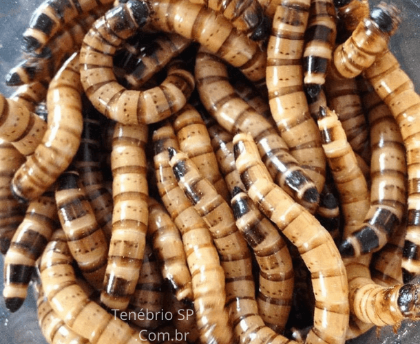 Para que serve o Tenébrio Gigante - Zophobas Morio - Tenébrio SP